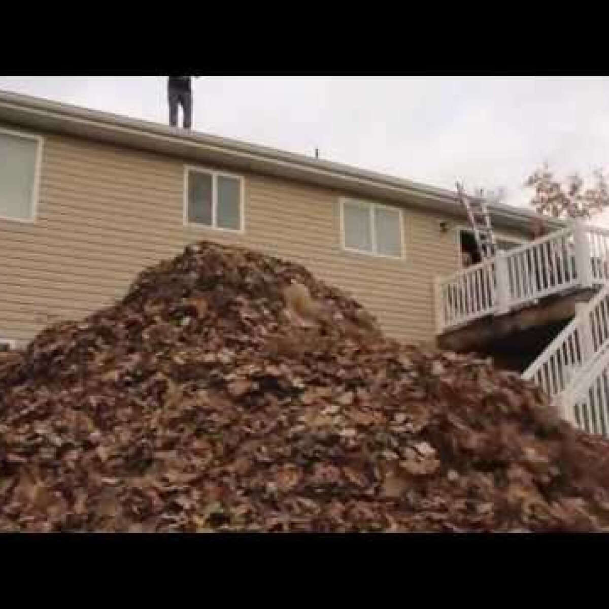World's Biggest Pile Of Leaves